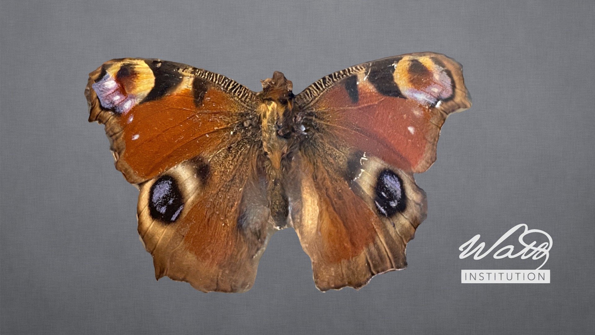Inachis io (Peacock Butterfly) - Download Free 3D model by The Watt ...