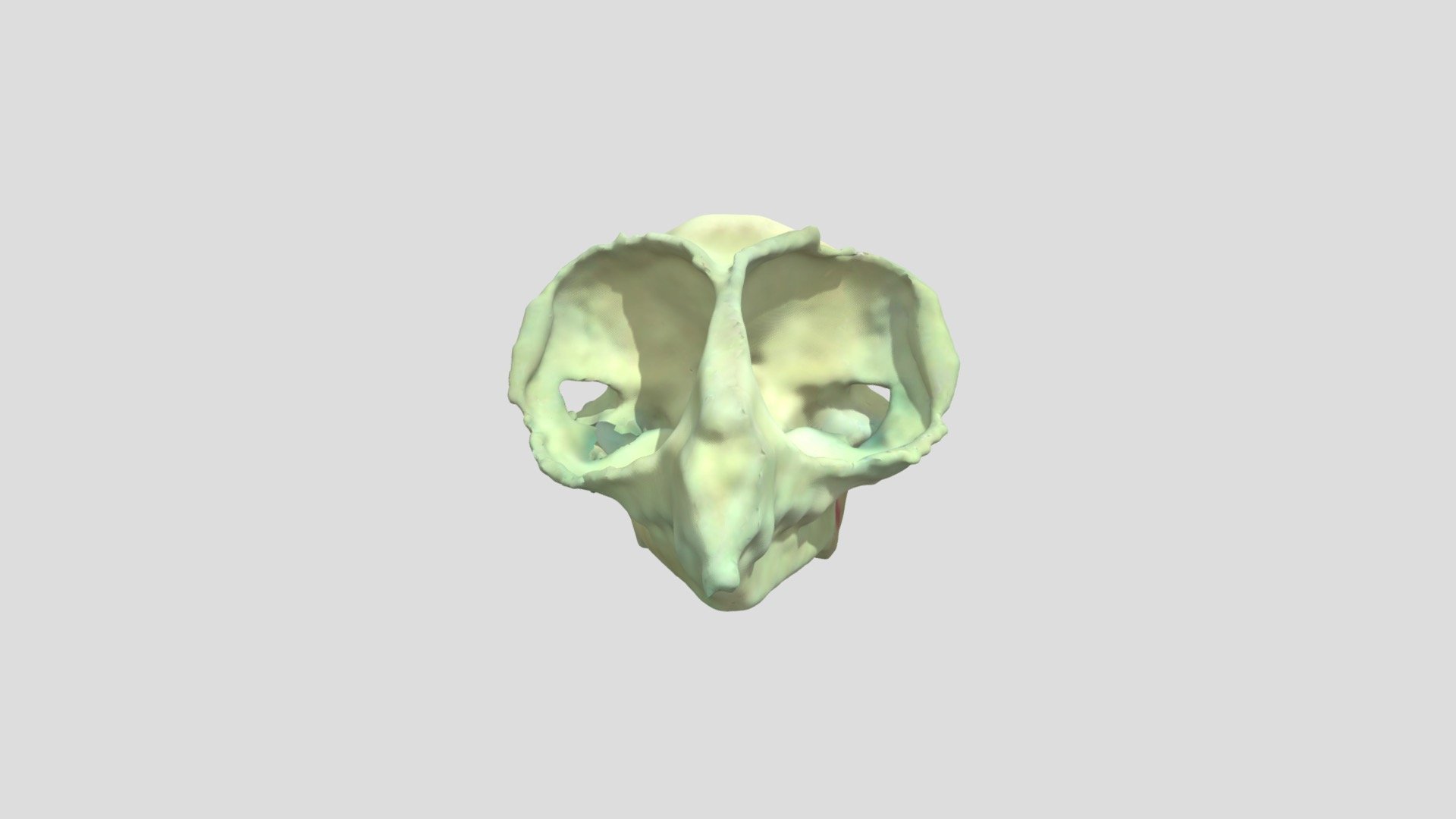 tarsier - 3D model by Online Learning Media Studio (@olapeditor ...