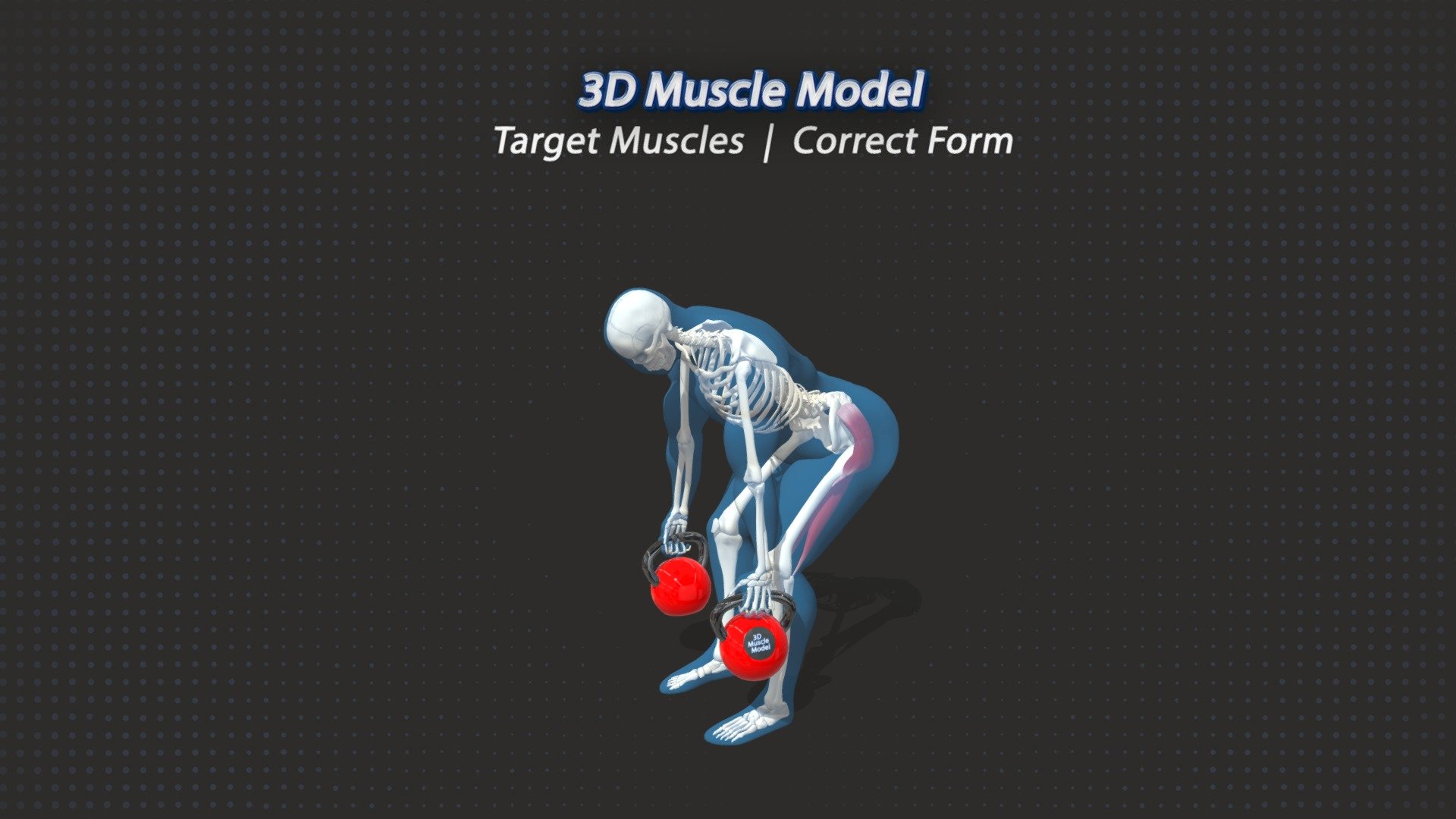 74. Kettlebell RDL - 3D model by Mike - 3D Muscle Model ...