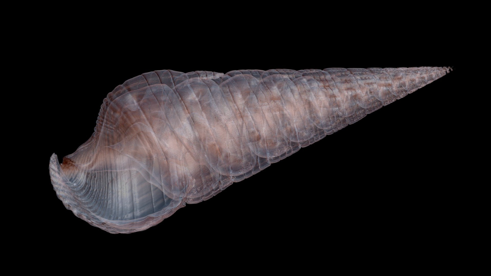 キバウミニナ 🐚 CT scan 🦴 Giant Mangrove Whelk - Download Free 3D model by ffish.asia / floraZia.com ...