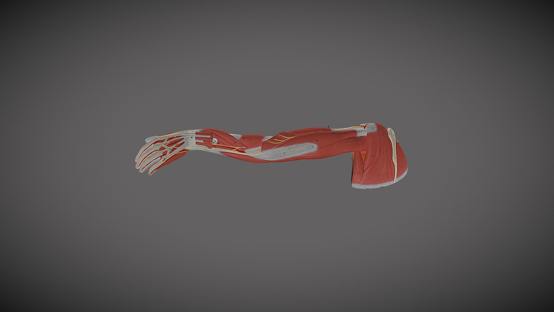 arm 2 deeper muscles - 3D model by OrJames Labs (@orjameslabs) [aa90743 ...