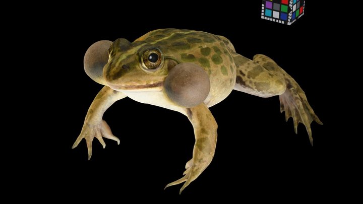 Amphibia 3D models - Sketchfab