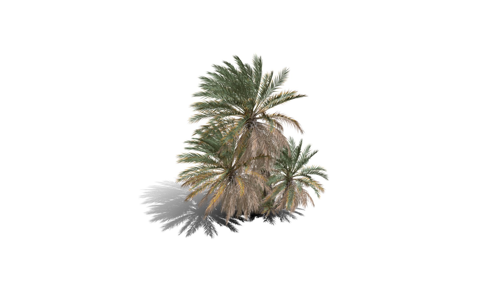 Realistic HD Date palm (44/78) - Download Free 3D model by PlantCatalog ...