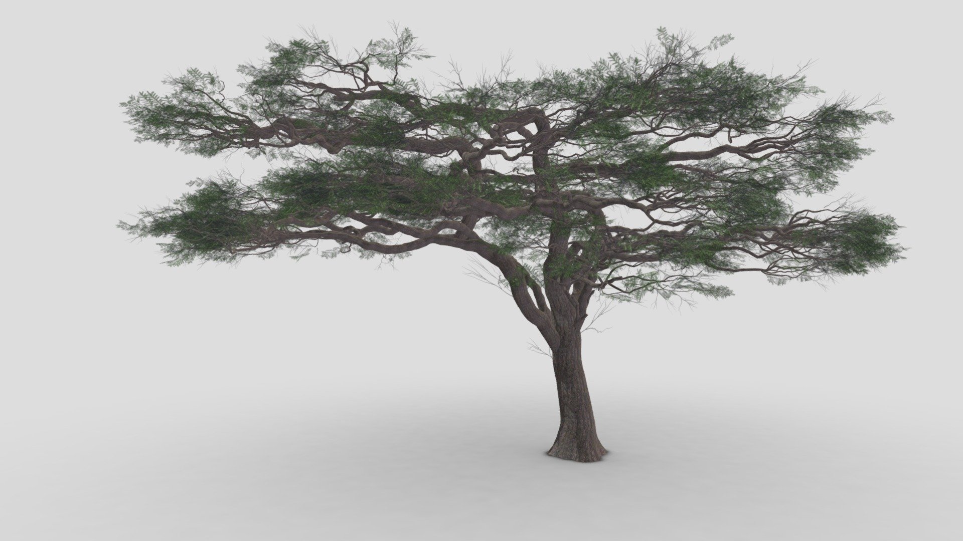African Acacia Tree-S11 - Buy Royalty Free 3D model by ASMA3D [aa9ab57 ...