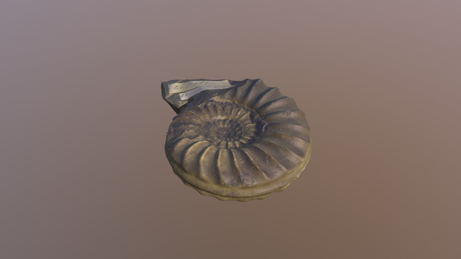 PAL-J 16523 Ammonite - 3D model by natasa.stuper [aa9bf96] - Sketchfab