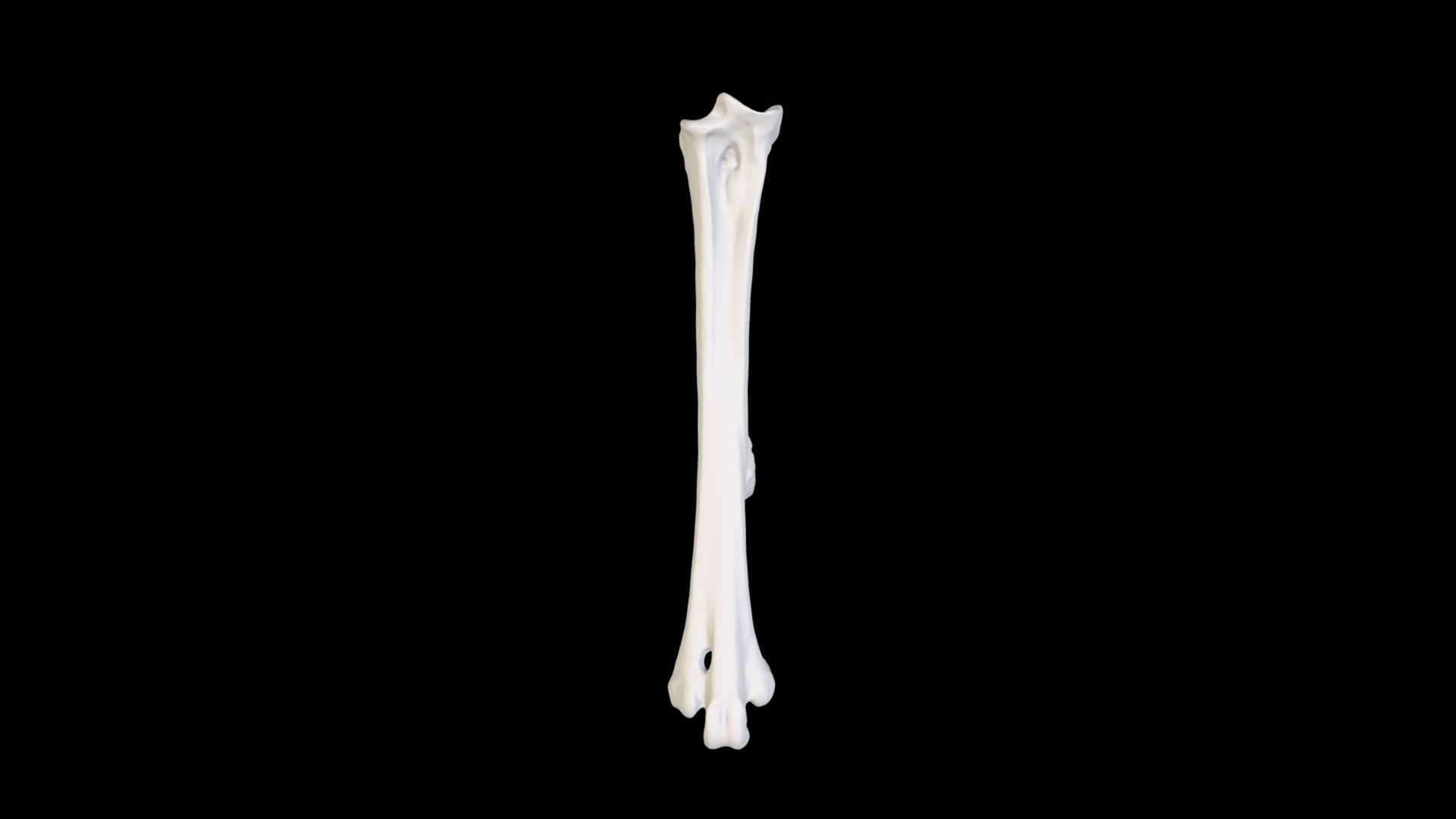 Common pheasant (P. colchicus) tarsometatarsus - 3D model by Auckland ...
