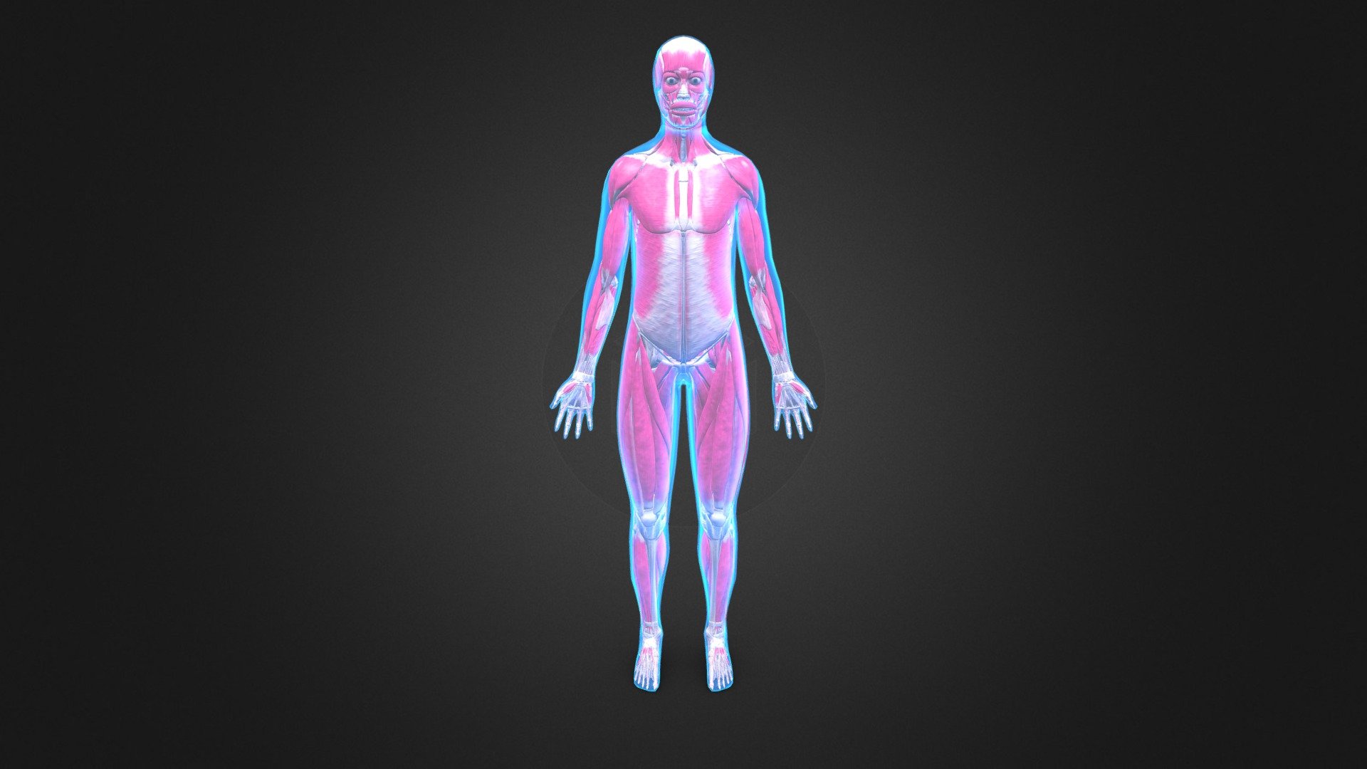 Human_anatomy2 - 3D model by r2 [aaa3ce9] - Sketchfab