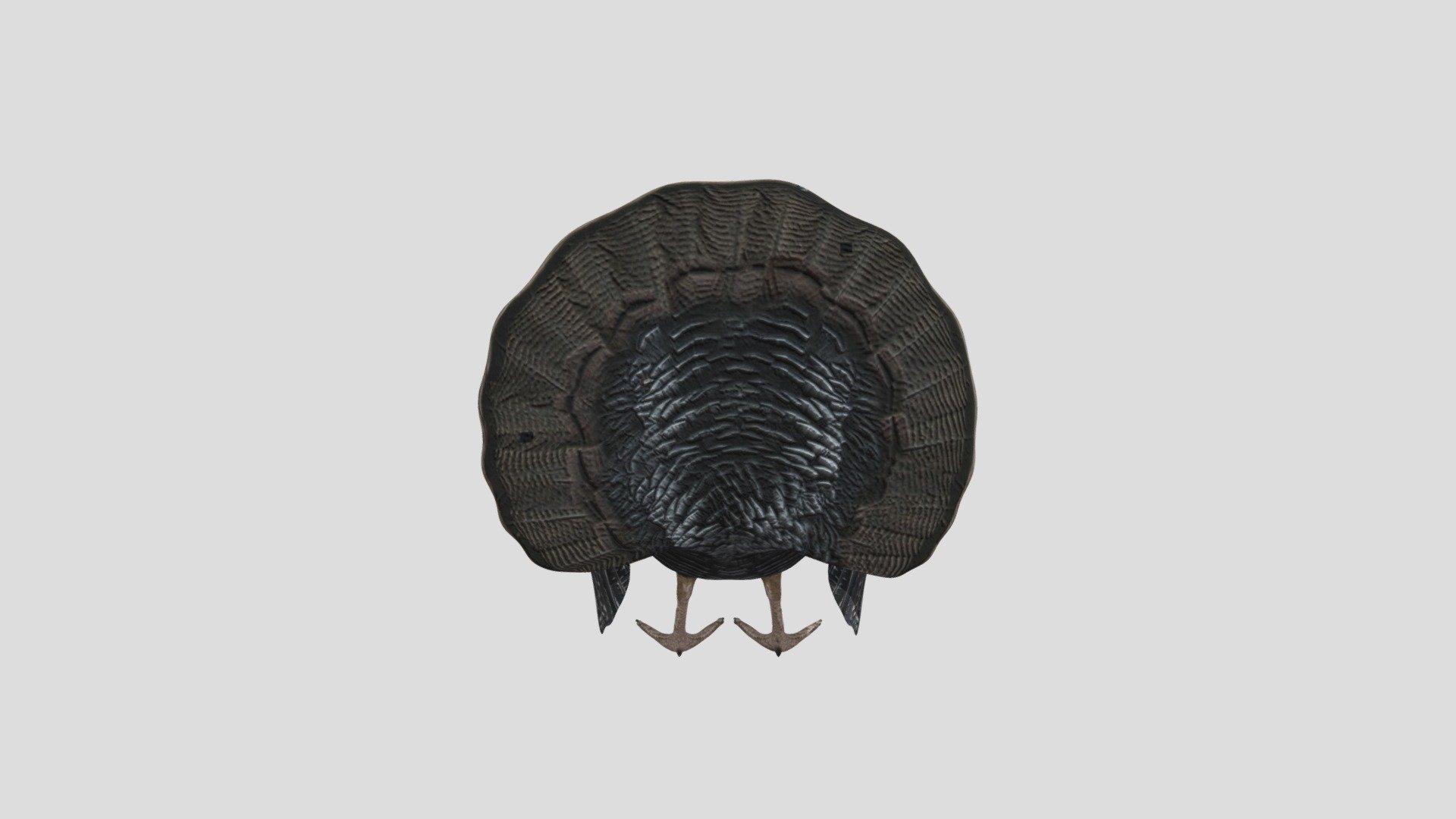 wild_turkey_male_v2_L2_123c4c2732a4-096a-434a-b9 - 3D model by abellini ...
