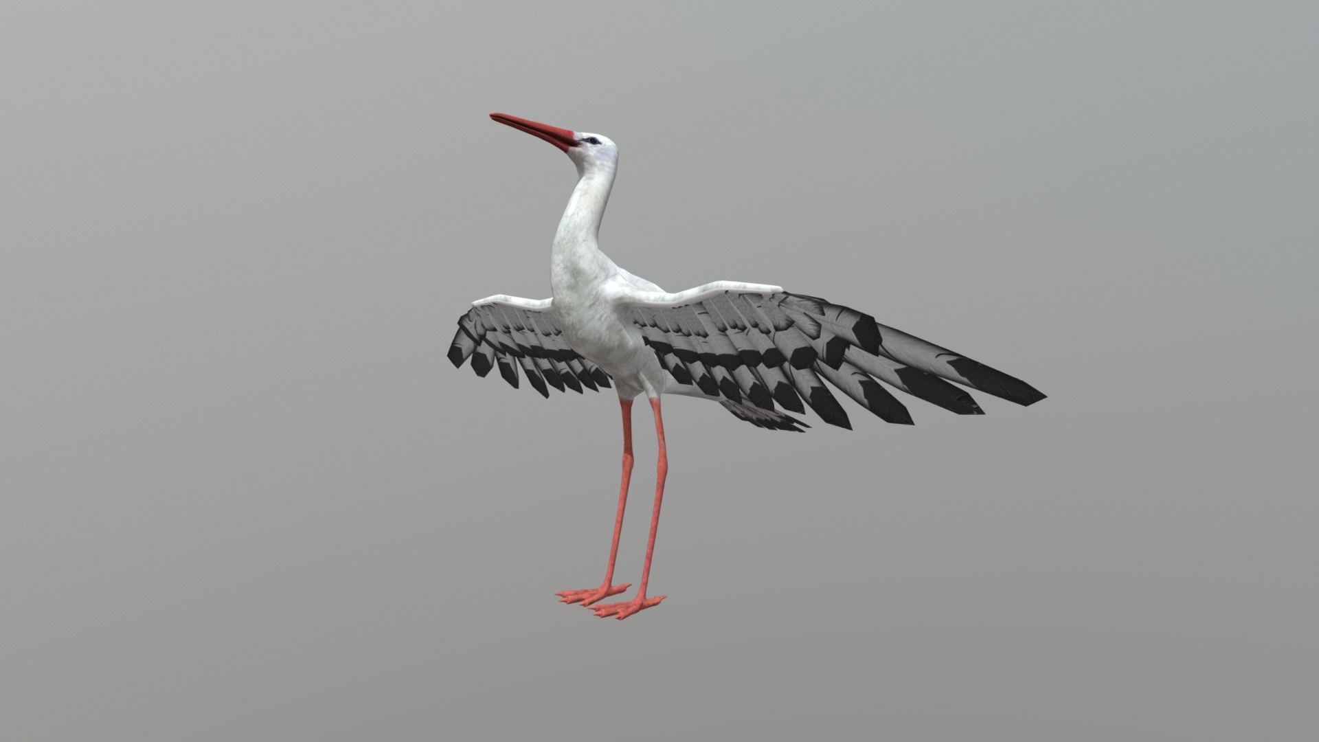 Stork - Buy Royalty Free 3D model by 3dlowpoly [aab3be4] - Sketchfab Store
