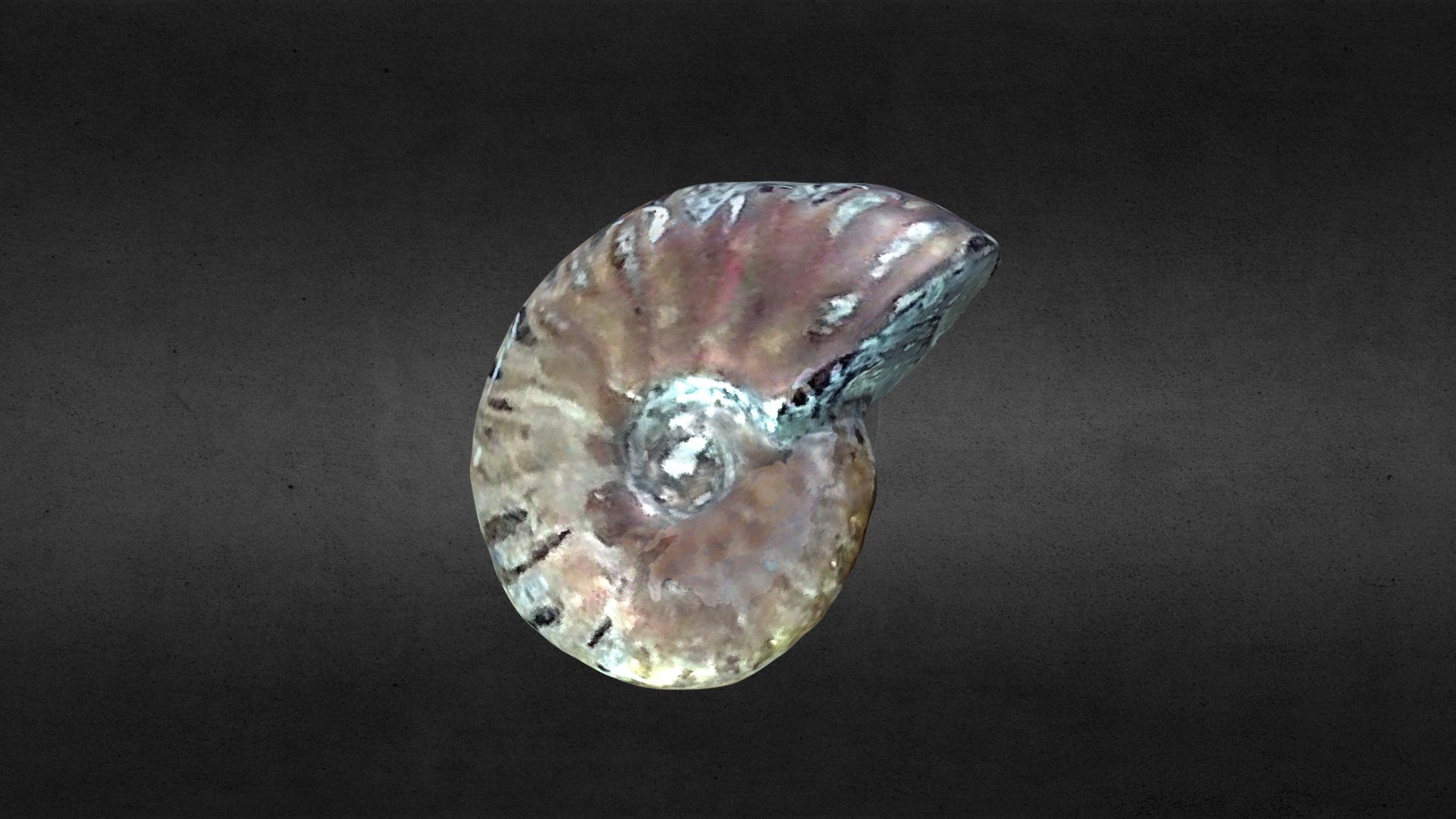 opalized ammonite - Download Free 3D model by holgercp [aab44e8] - Sketchfab