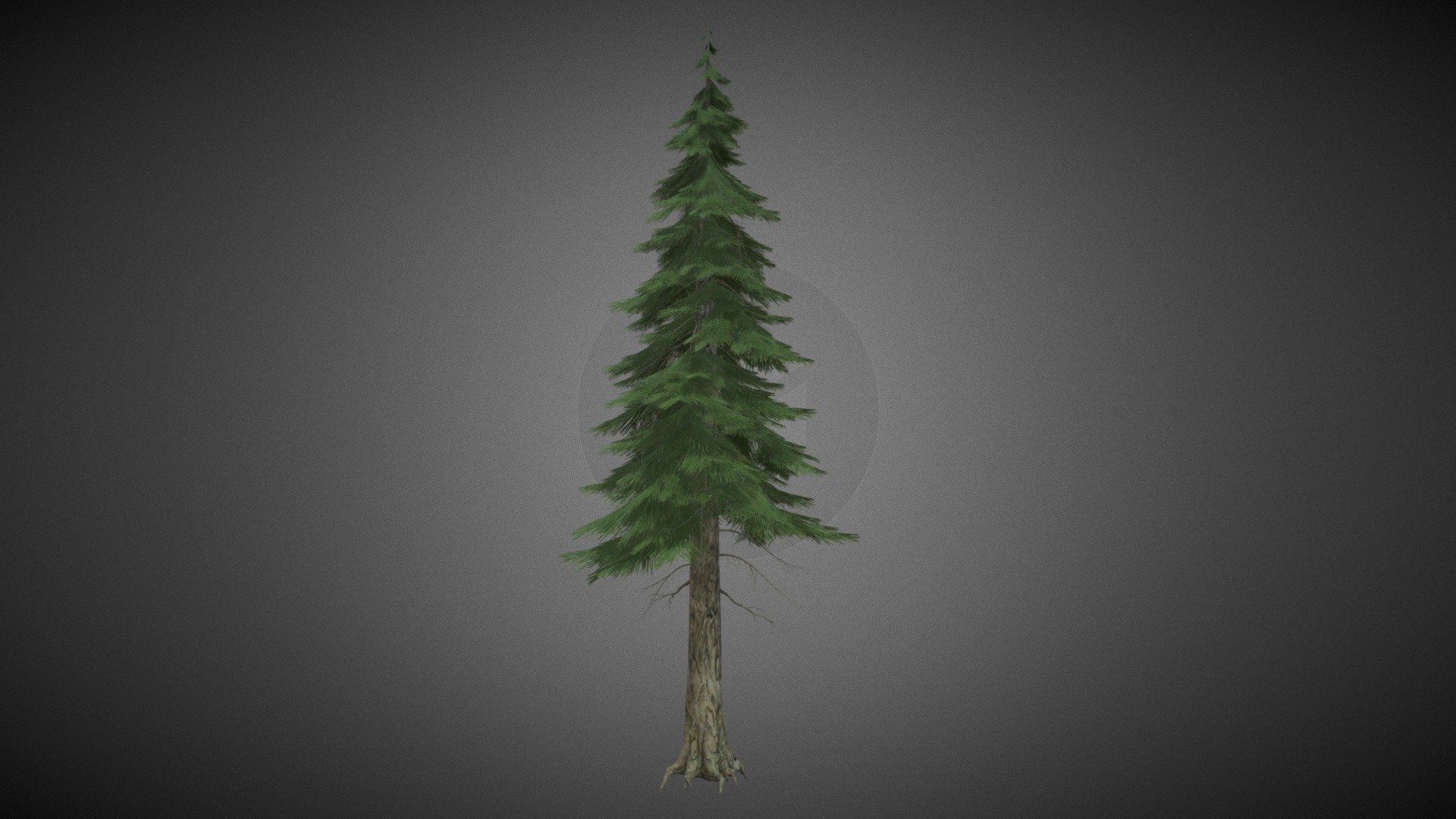 pine tree - Buy Royalty Free 3D model by misitewang [aabb25c ...