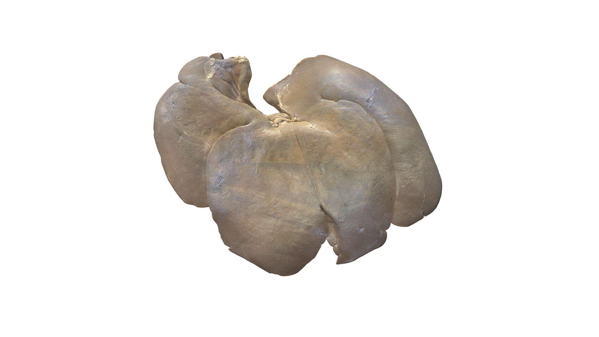 Liver, pig (plastinate) - 3D model by Vetanat.UZH [aabebaf] - Sketchfab