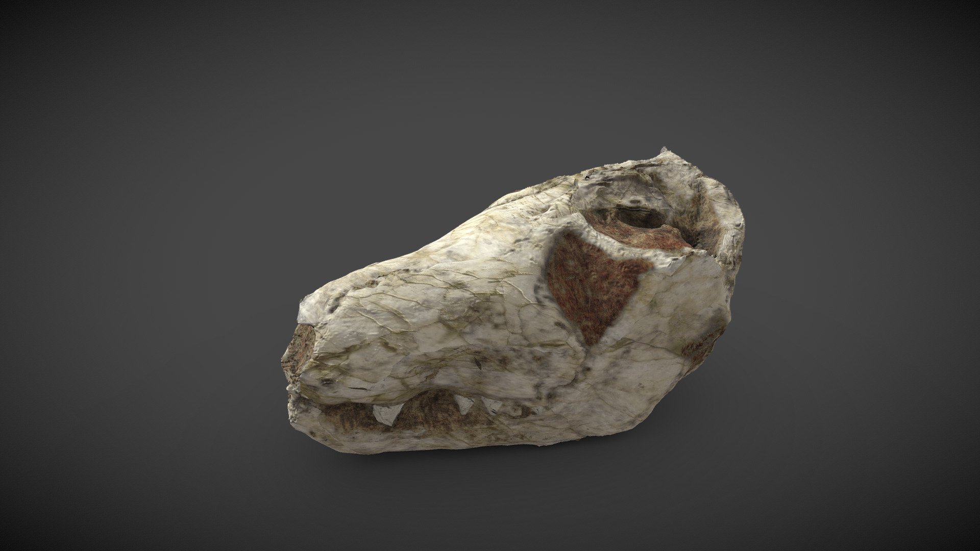 Thrinaxodon liorhinus skull in matrix - 3D model by Peter Nox (@Peter ...