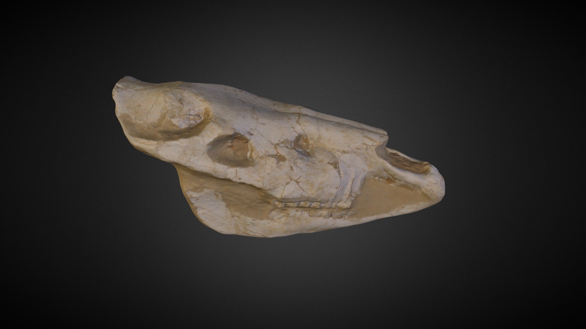 CAMEL SKULL FOSSIL - 3D model by 3D Fossils (@conqueror78) [aac74b6 ...