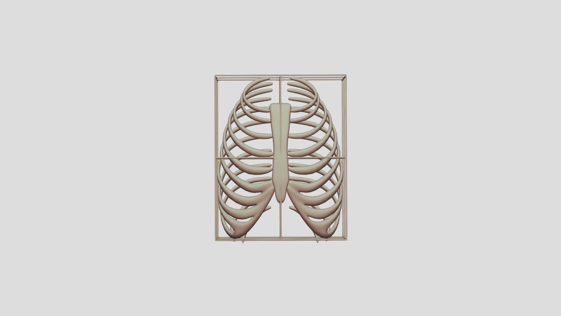 rib cage proporation1 - 3D model by sina.amiri [aac7c64] - Sketchfab