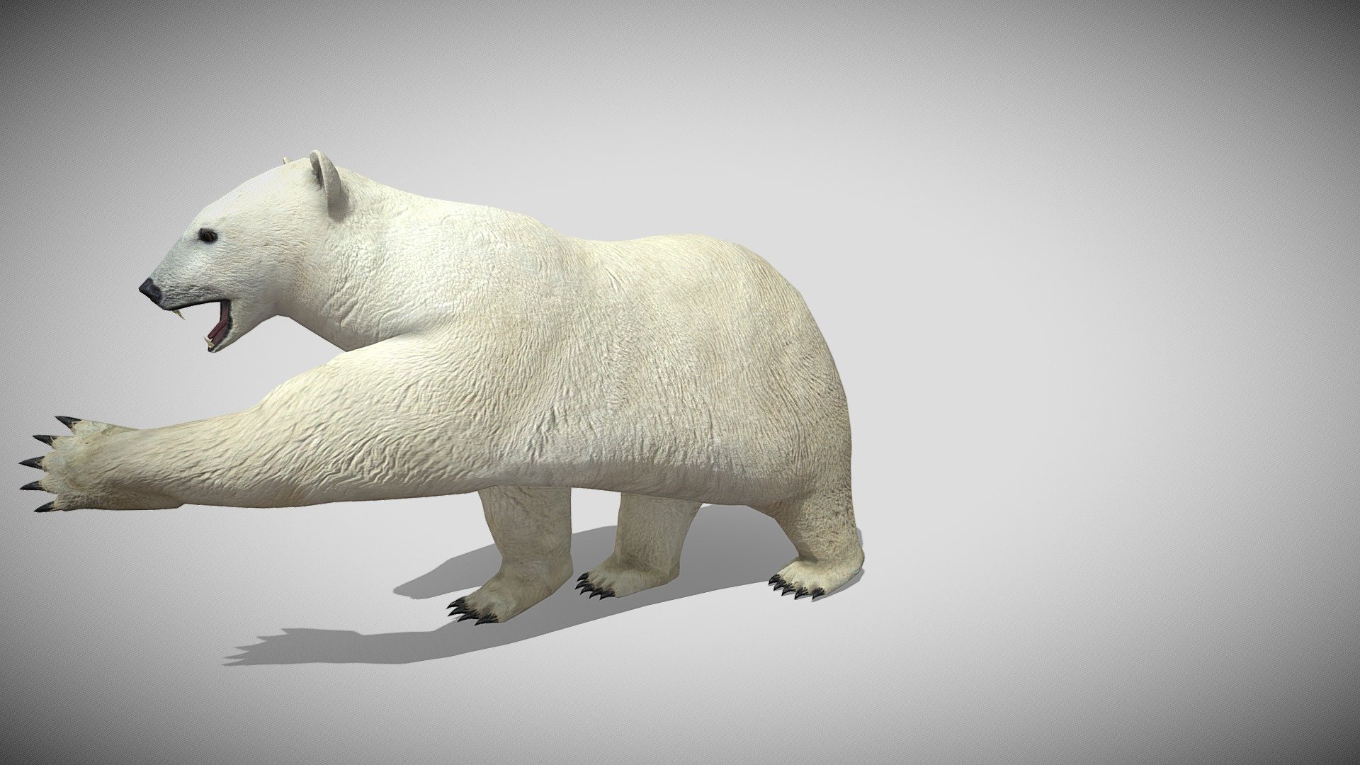 Medhue Polar Bear - Buy Royalty Free 3D model by Medhue (@Medhue1 ...