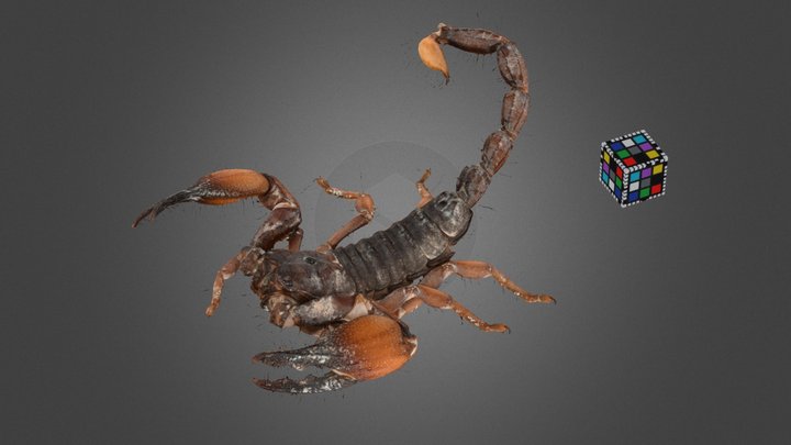 Scorpion 3D models - Sketchfab