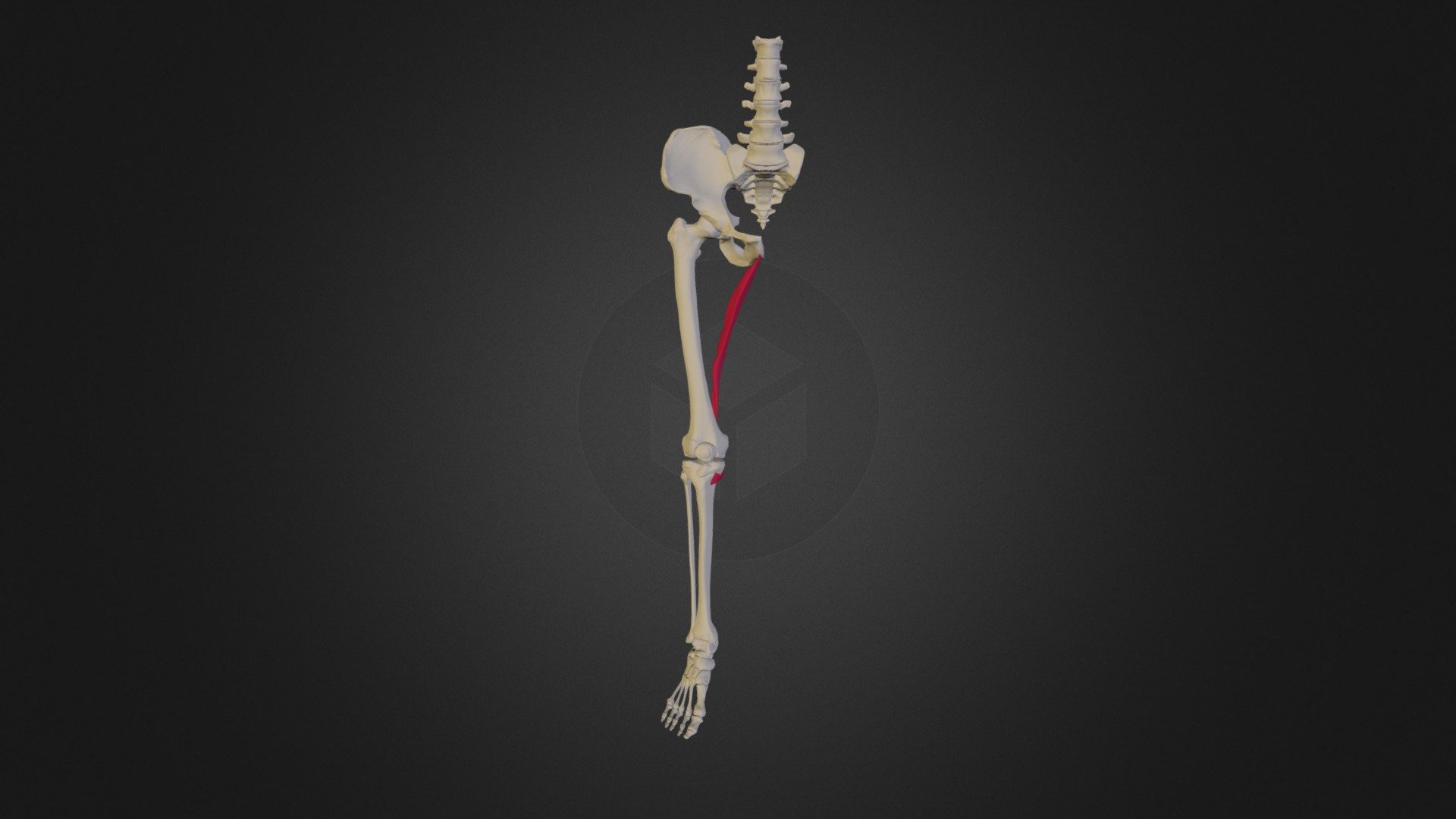 Gracilis Human Anatomy - 3D model by Medical University of Lublin ...