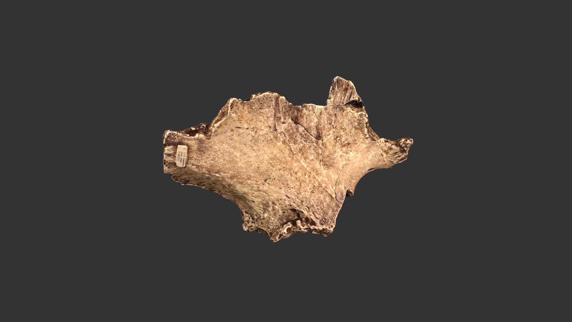 Australopithecus robustus (2501.1rp44) - Download Free 3D model by RLA ...