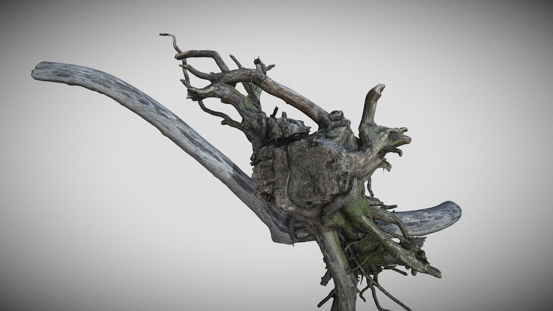 Suspended Tree Root @ Discovery Park Seattle - Download Free 3D model by Anticipateants [aadd65c ...