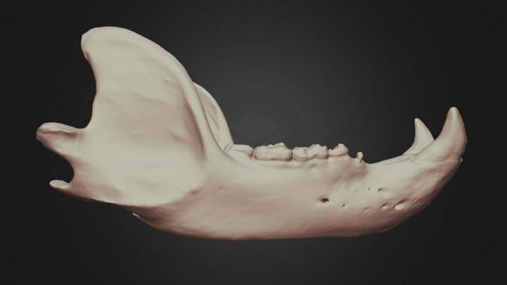 Horribilis 3D models - Sketchfab