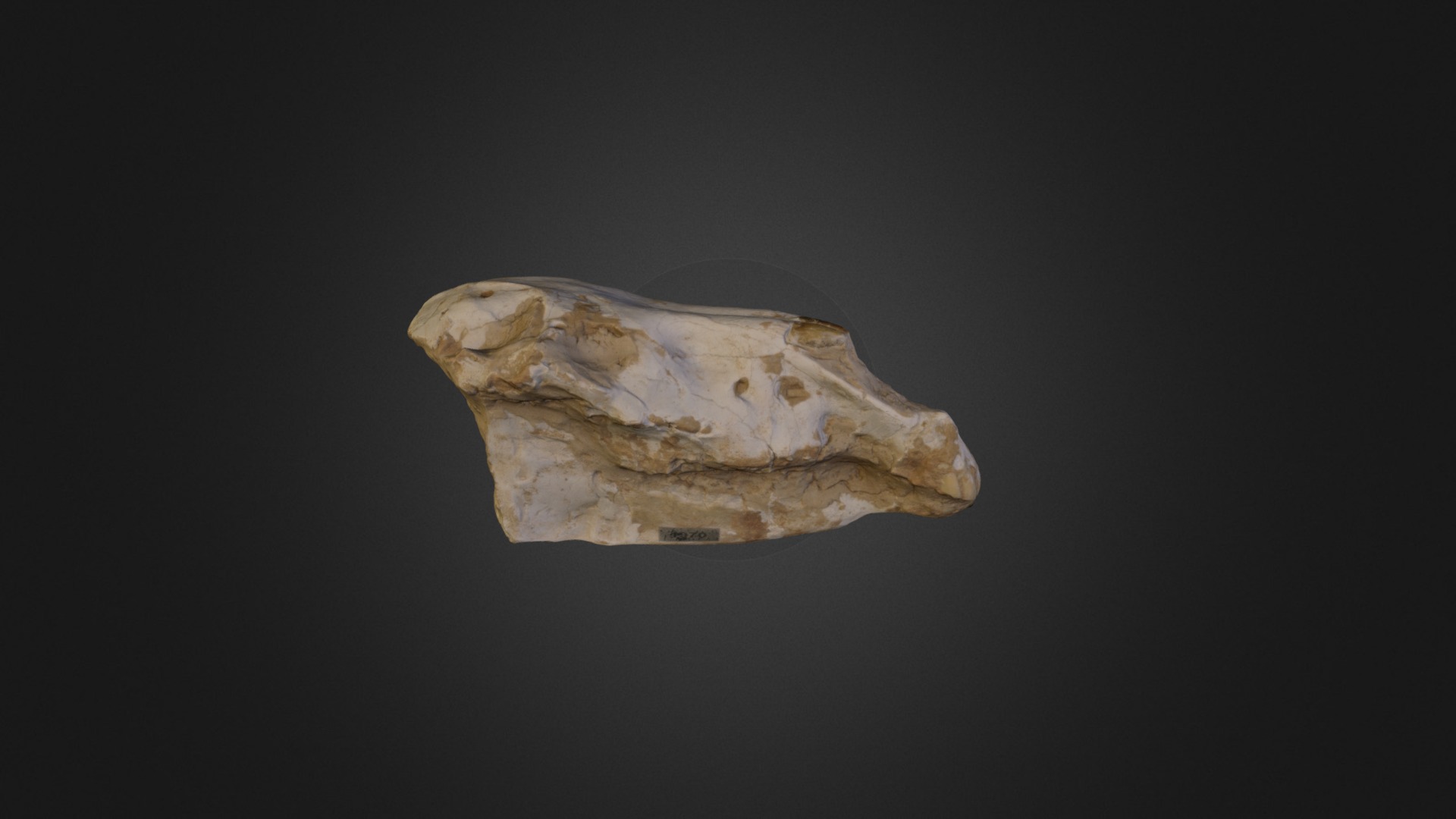 1970 - 3D model by 3D Fossil Model (@goldenage2021) [aae460c] - Sketchfab