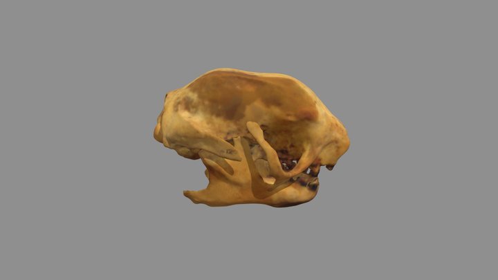 Sloth 3D models - Sketchfab