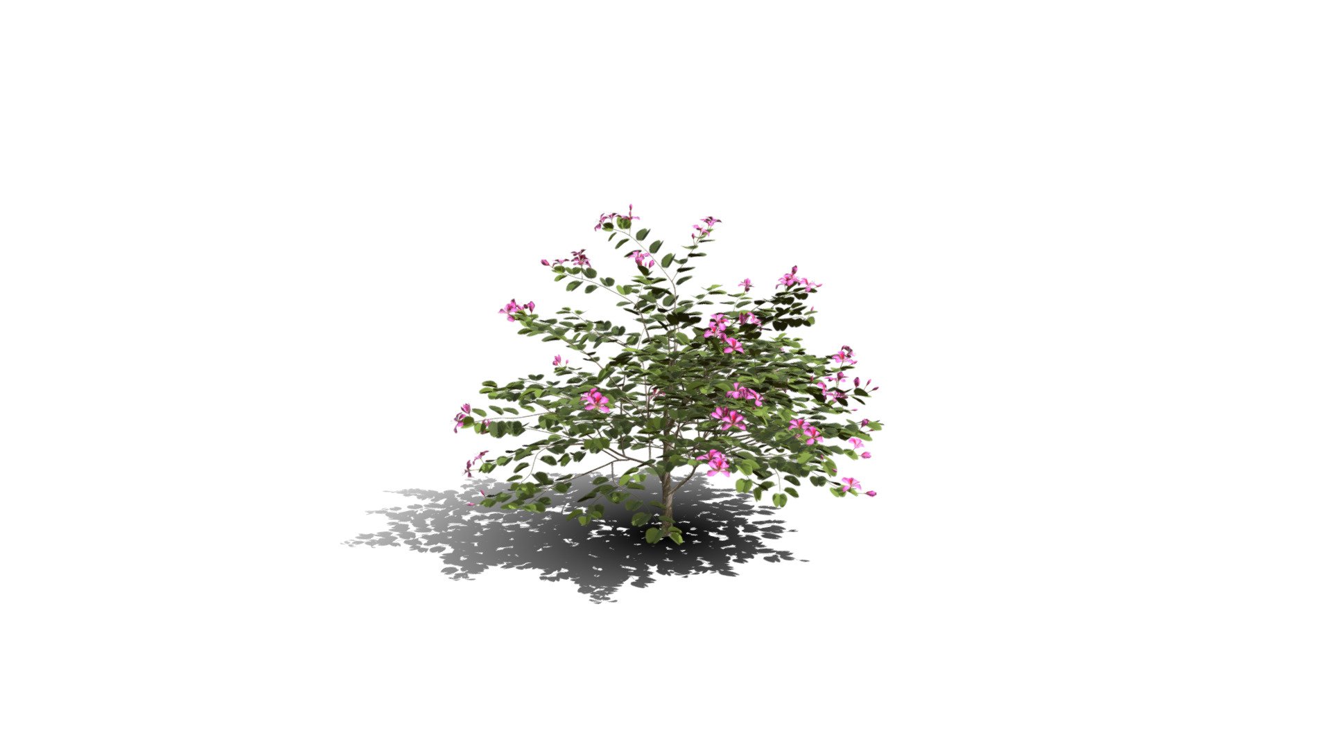 Realistic HD Hong Kong orchid tree (16/40) - Buy Royalty Free 3D model ...