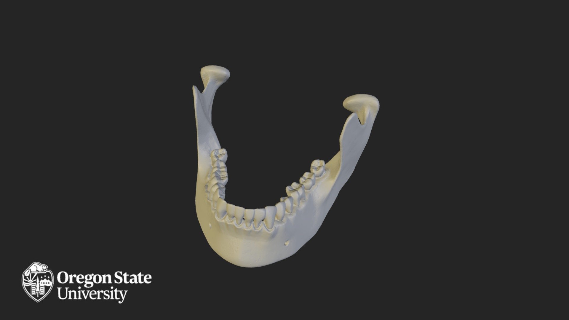 Mandible - Download Free 3D model by Oregon State University | Ecampus ...