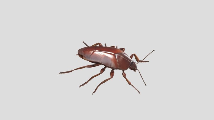 Cockroach 3D models - Sketchfab