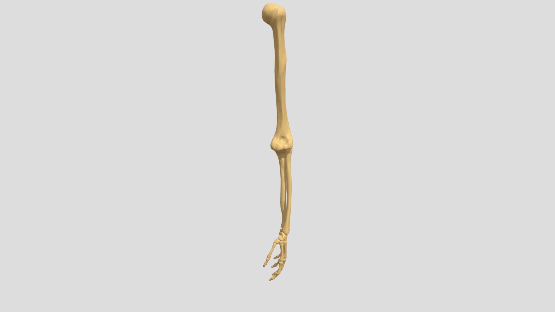 Arm v.1 - 3D model by gameonepiece [aafc3df] - Sketchfab