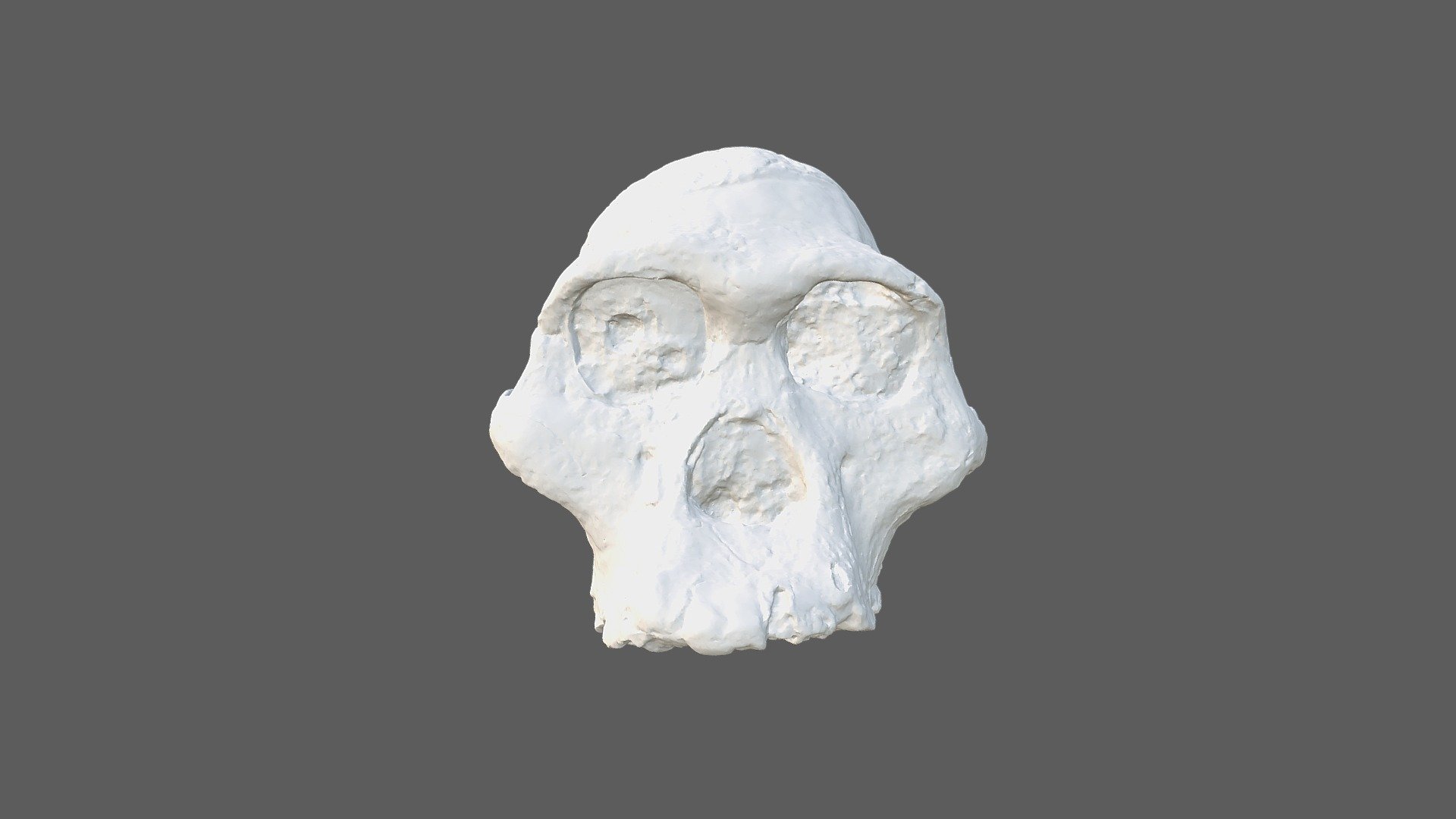 Australopithecus africanus Skull - 3D model by Wellesley College ...
