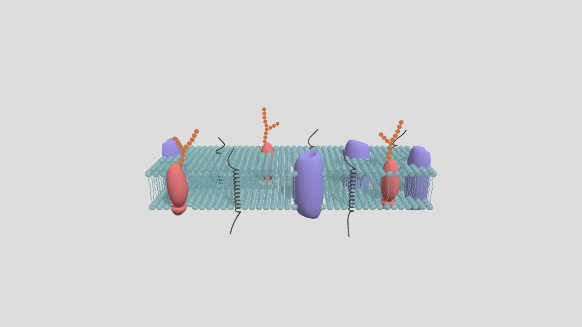 cell_membrane - 3D model by sitiihawaa89 [ab005c0] - Sketchfab