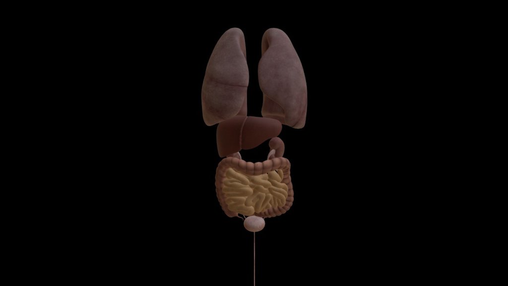 Excretory System - 3D model by NGX (@dirtynull) [ab00c53] - Sketchfab