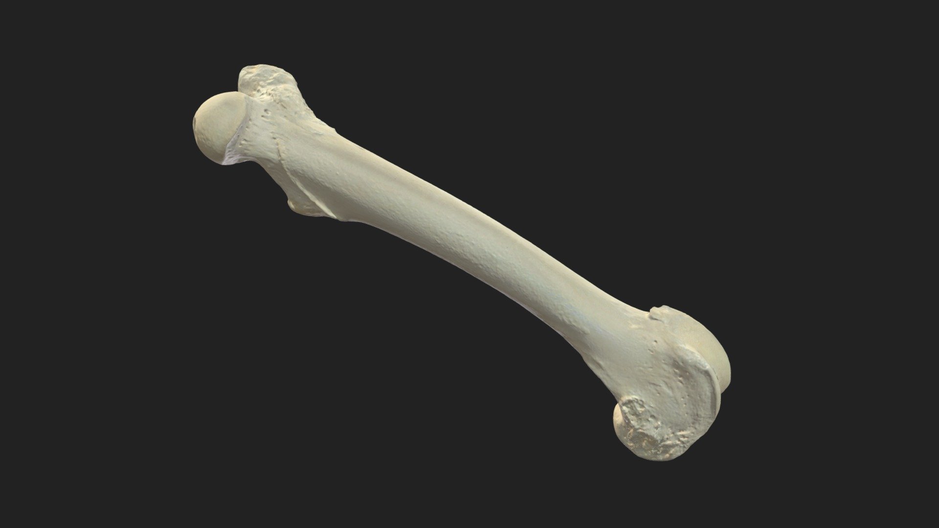 femur (os femoris) goat - 3D model by vetanatMunich [ab03da0] - Sketchfab