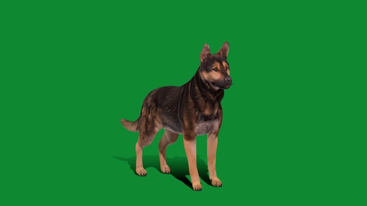 German-shepherd 3D models - Sketchfab