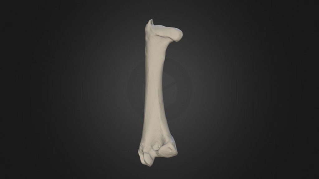 Left Femur, Dodo (Raphus cucullatus), Durban - 3D model by Aves 3D ...