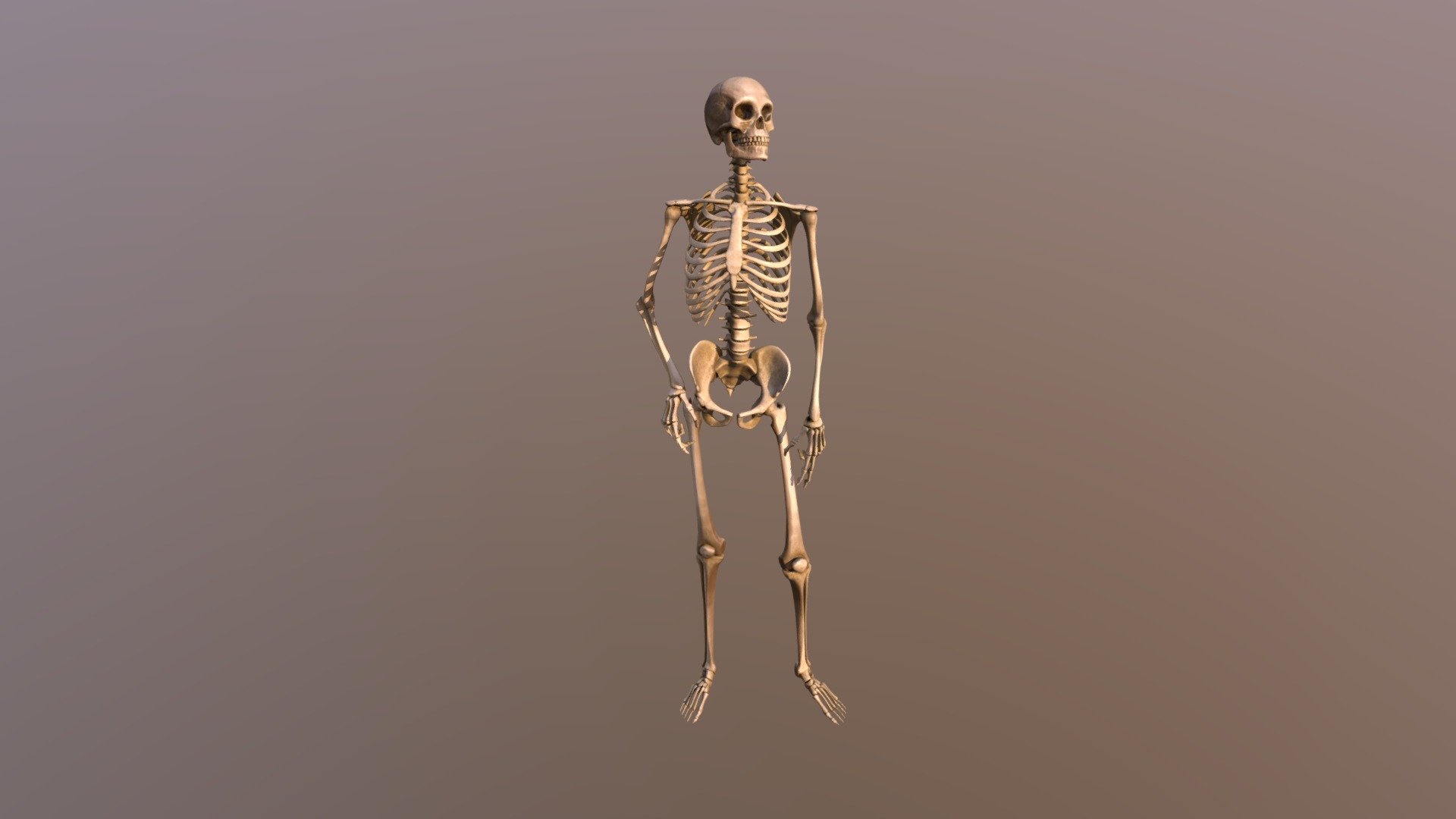 Curious Skeleton - 3D model by omkt [ab15bba] - Sketchfab