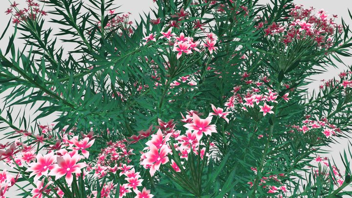 Oleander 3D models - Sketchfab