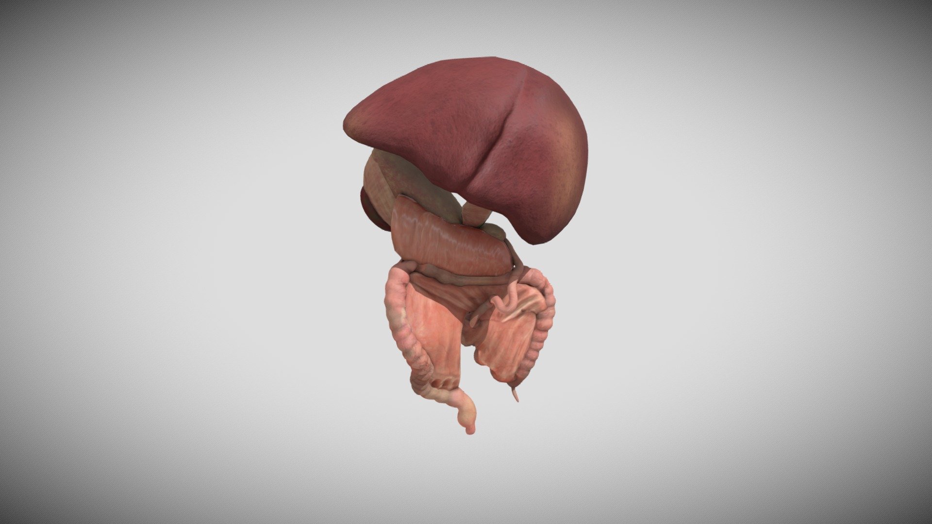 Fetal digestive system week sixteen - Buy Royalty Free 3D model by ...