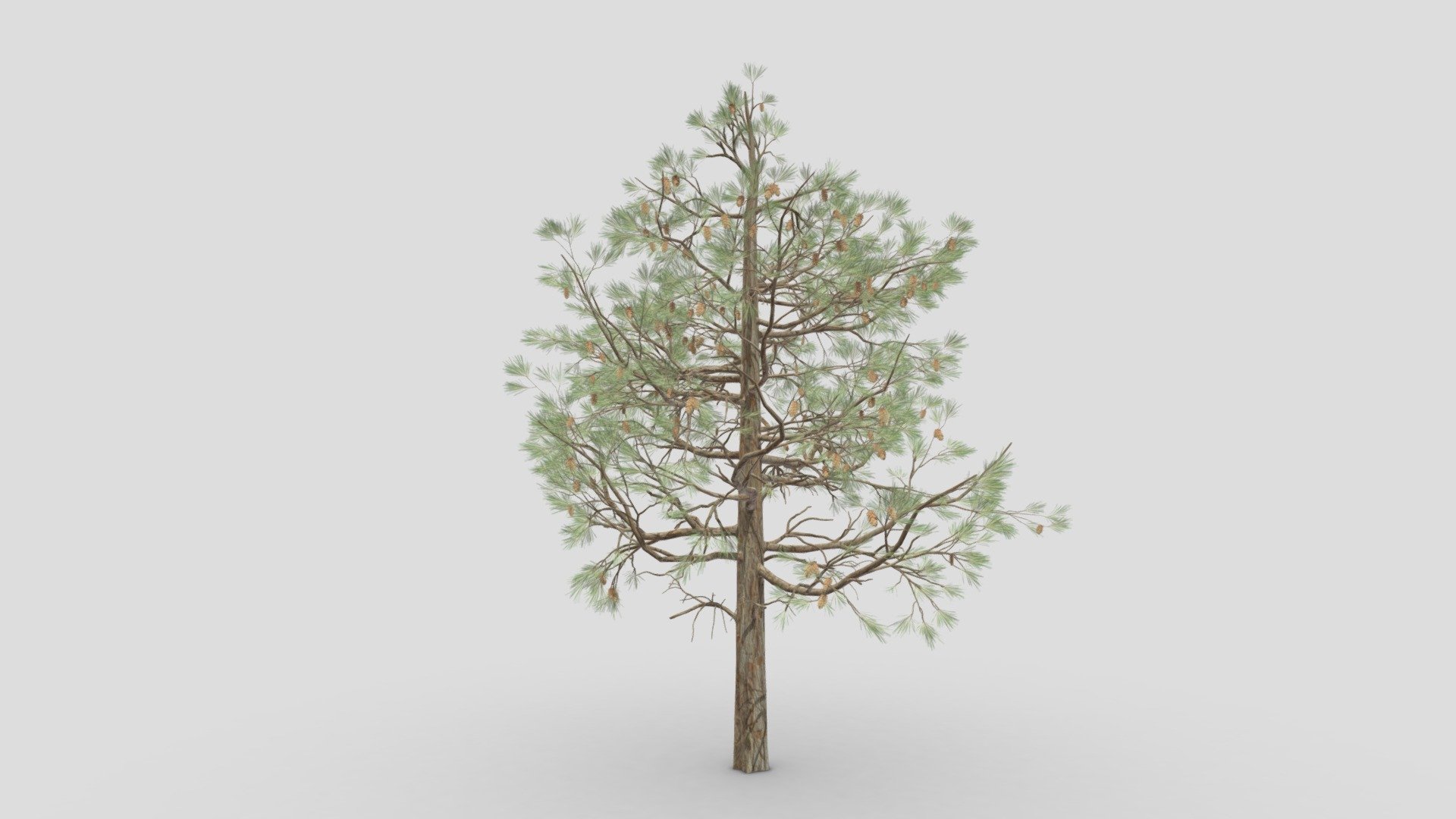 Pine Eastern White Sapling- 02 - 3D model by ASMA3D [ab2ad6f] - Sketchfab