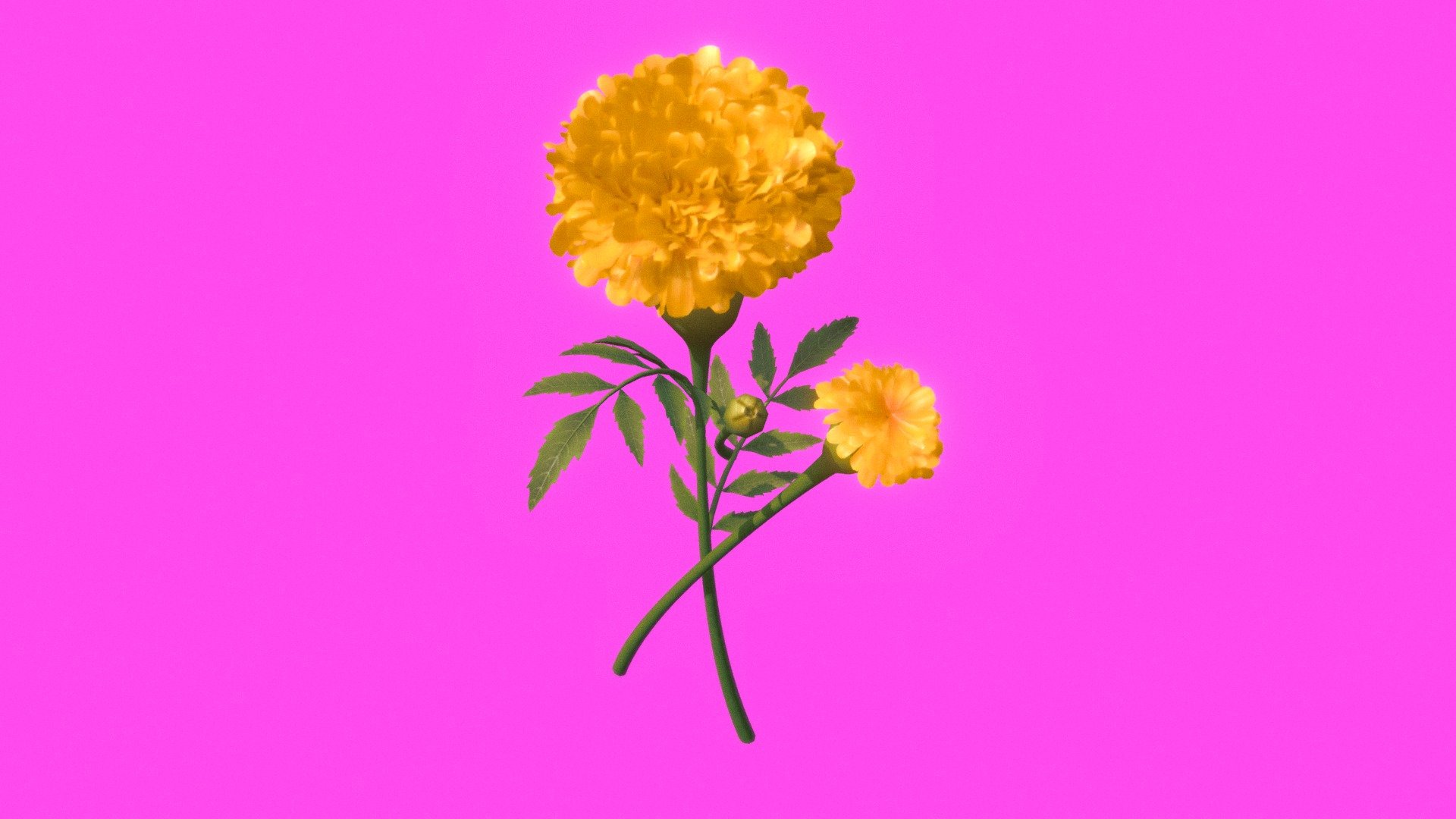 CEMPASUCHIL - Buy Royalty Free 3D model by Leo Isidro (@leo.isidro3 ...
