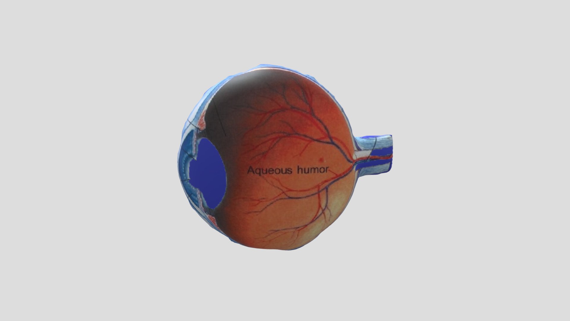 eye - 3D model by theosaputra894 [ab34152] - Sketchfab