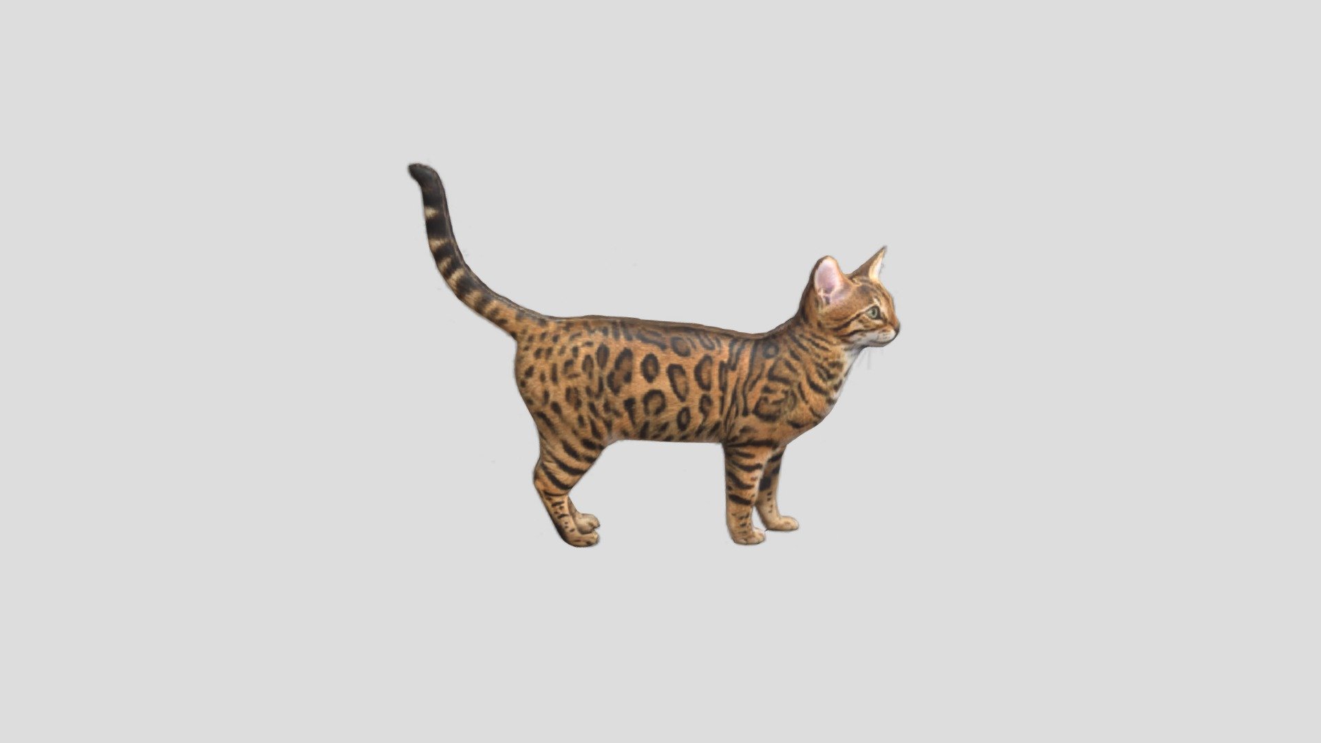 Kucing - 3D model by aznadewi.wulandari [ab391ff] - Sketchfab