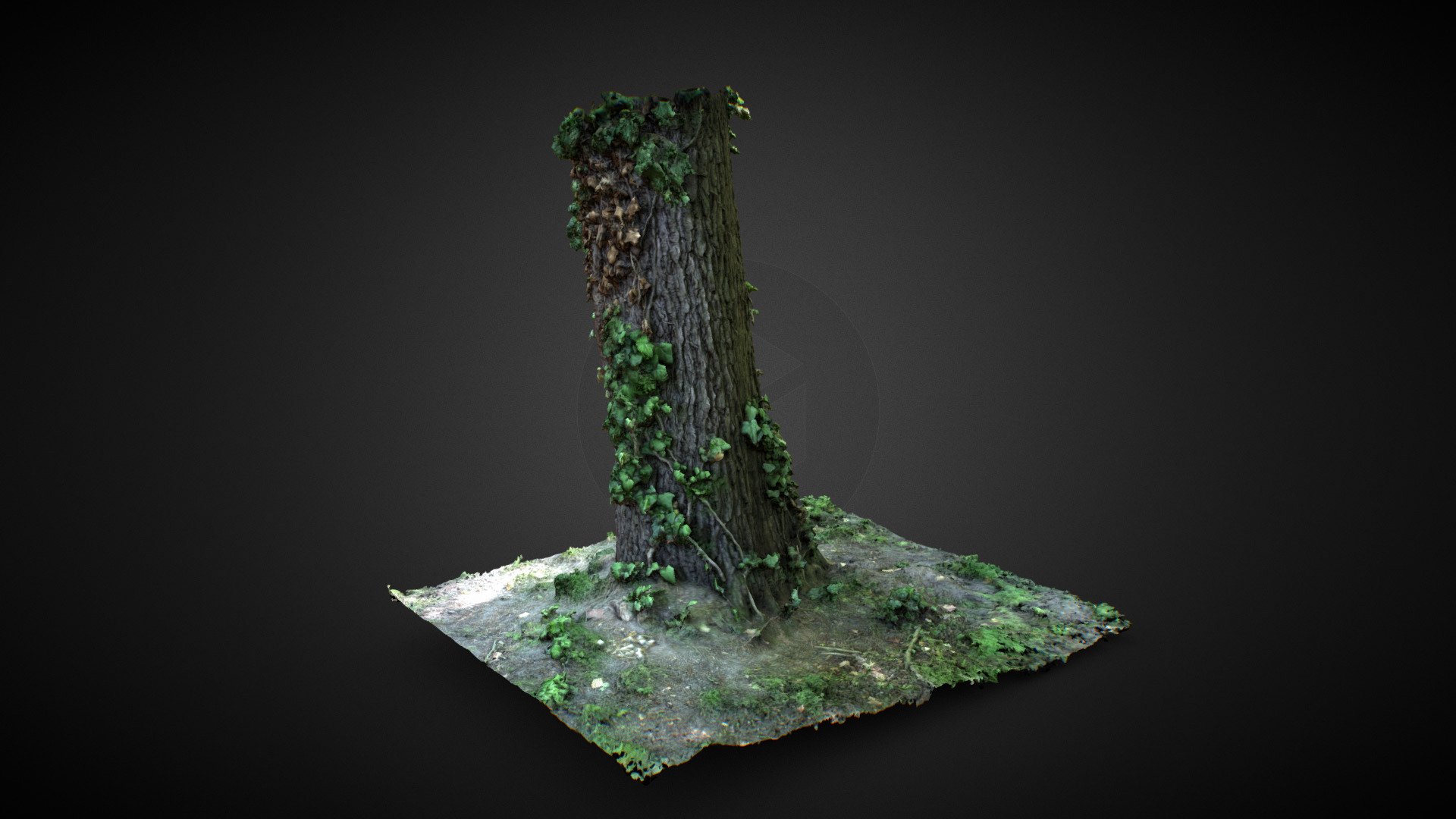 Tree trunk, vine covered - Ilowa, Poland - Download Free 3D model by ...