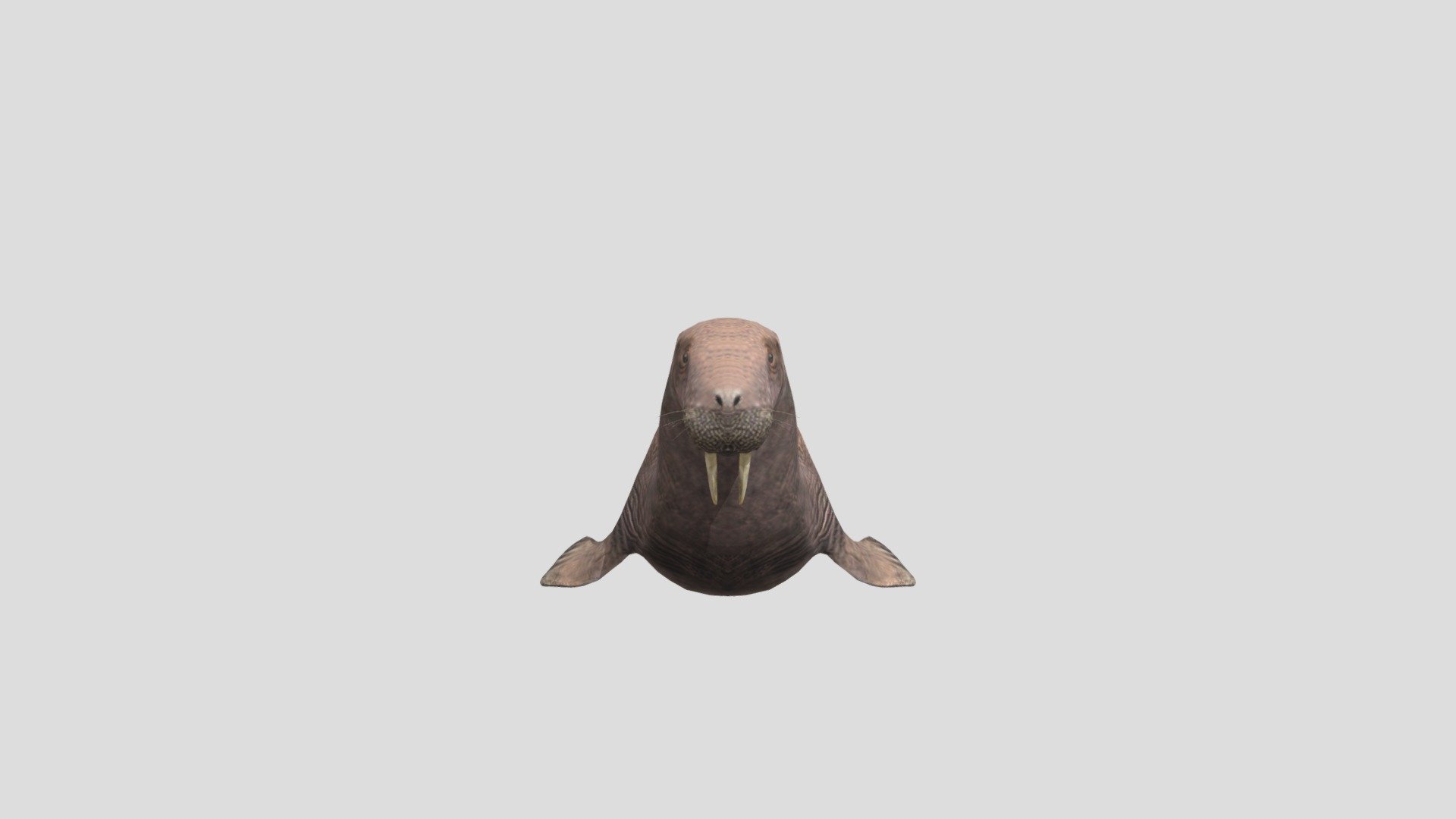 Walrus - 3D model by Giang Model 3D (@giangdragon6996) [ab4c7fa ...