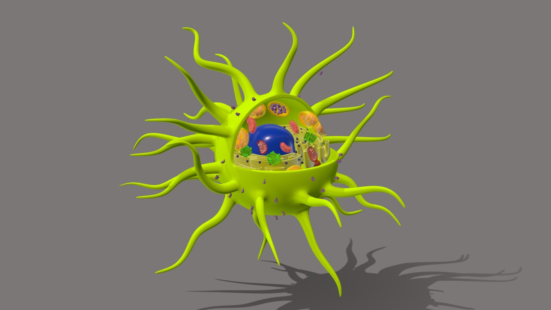 Dendritic cell model - 3D model by Sheila_RIT [ab4d682] - Sketchfab