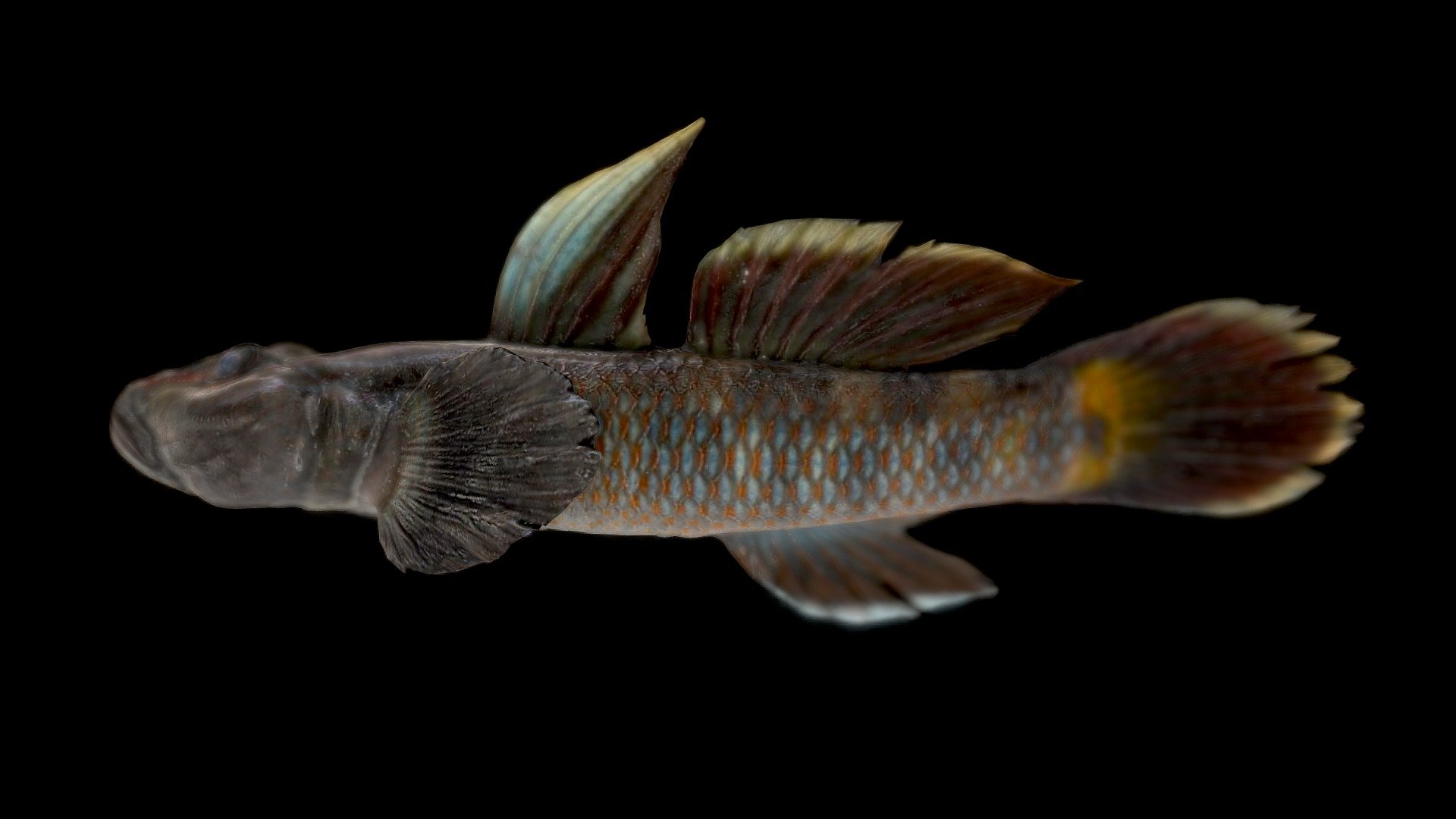Freshwater Goby No.4 - Download Free 3D model by Thomas Flynn ...