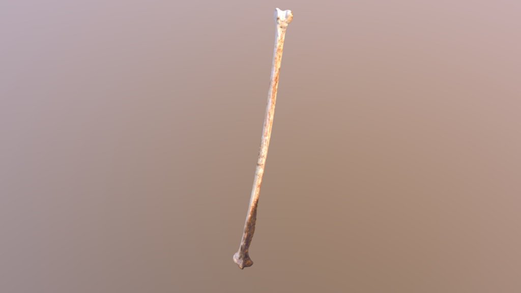 Bird Tibia (VCU_3D_2592) - Download Free 3D model by Virtual Curation ...