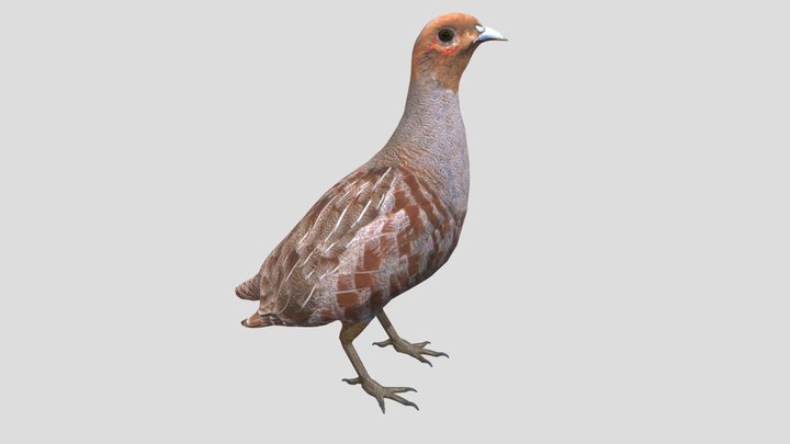 Partridge 3D models - Sketchfab